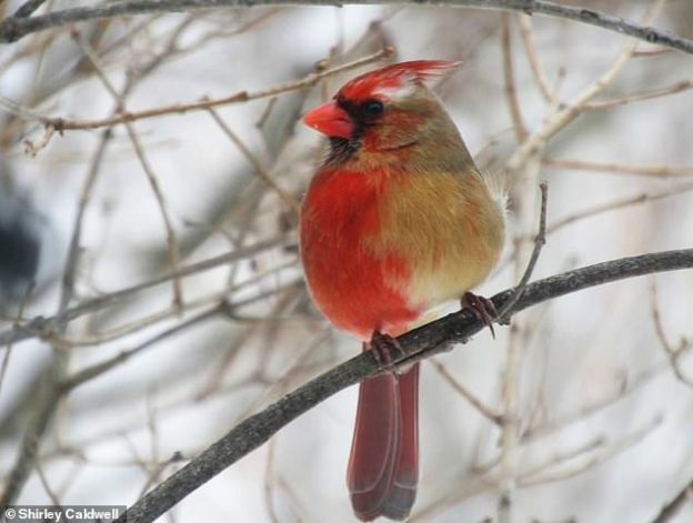 The Cardinal Chimaera: half male plumage, half female | Distraction ...
