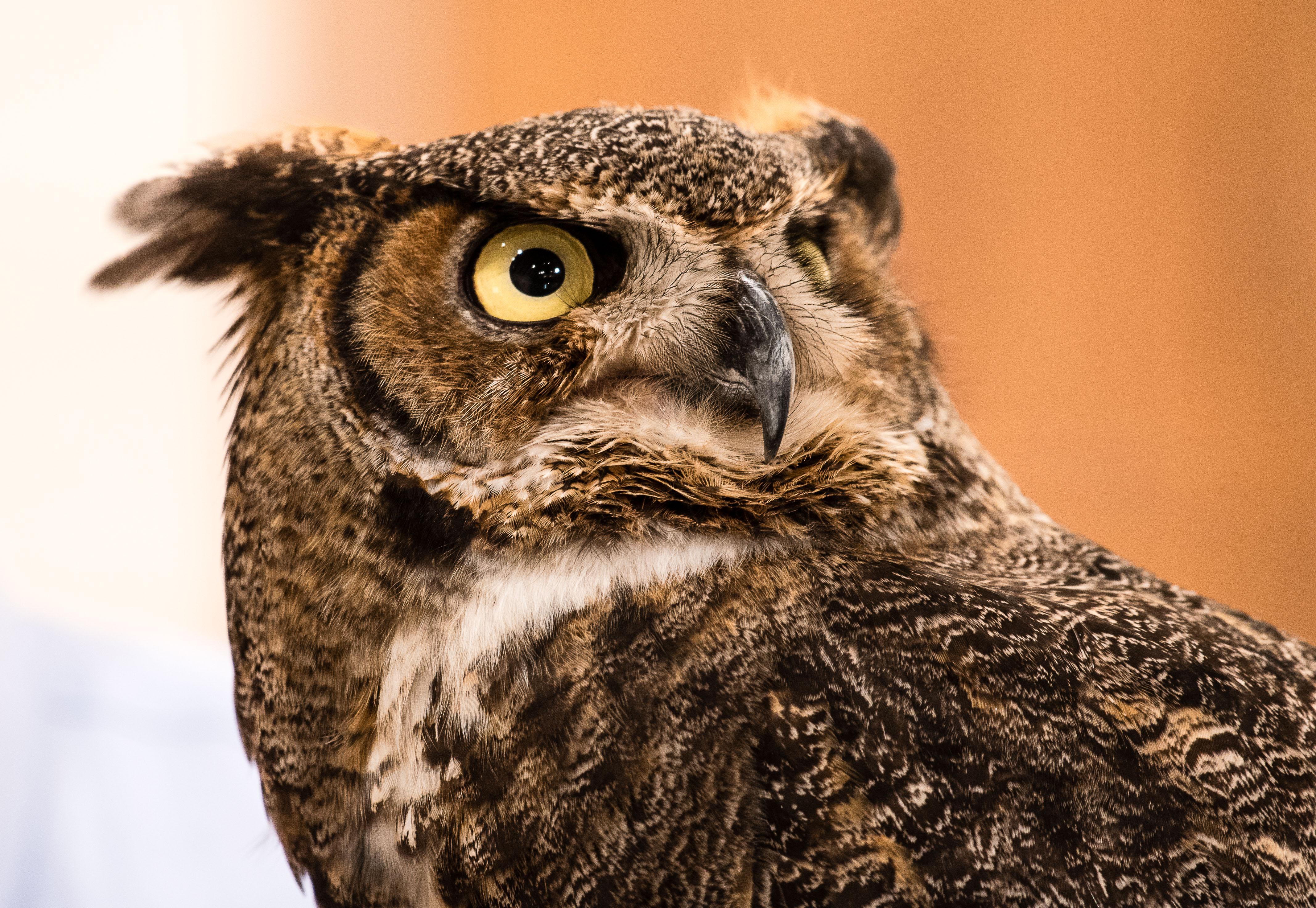 Soaring Owls, Field Biology, and more: Highlights from Week 3 of our ...