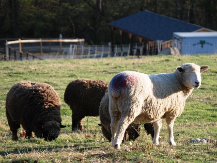 What’s with the Blue Sheep? | Views from the Drumlin