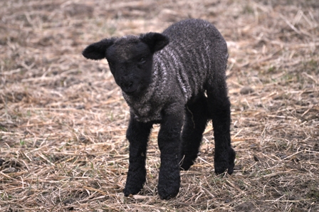 What’s with the Blue Sheep? | Views from the Drumlin