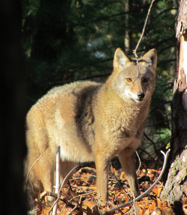 Fox or Coyote? How to Tell Them Apart | Your Great Outdoors