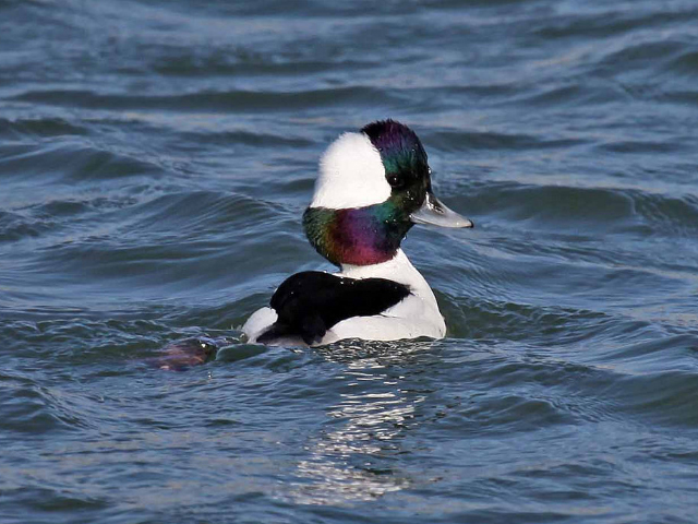 Odd Ducks | Mass Audubon – Your Great Outdoors