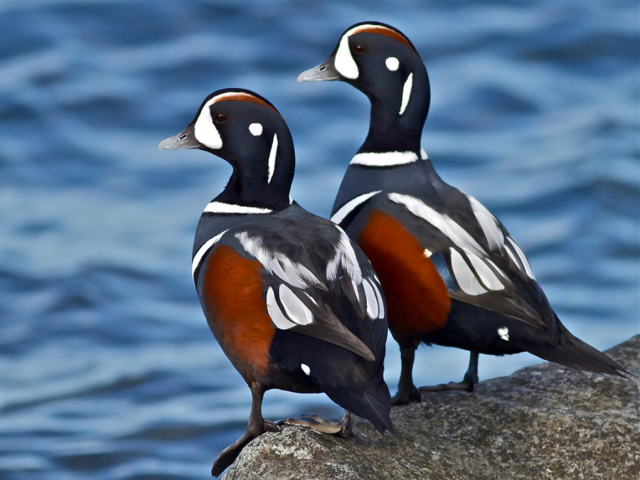 Odd Ducks | Mass Audubon – Your Great Outdoors