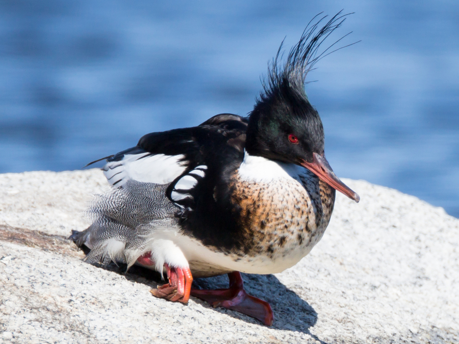 Odd Ducks | Mass Audubon – Your Great Outdoors
