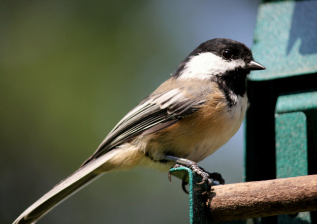 Take 5: Chickadee Closeups | Mass Audubon – Your Great Outdoors