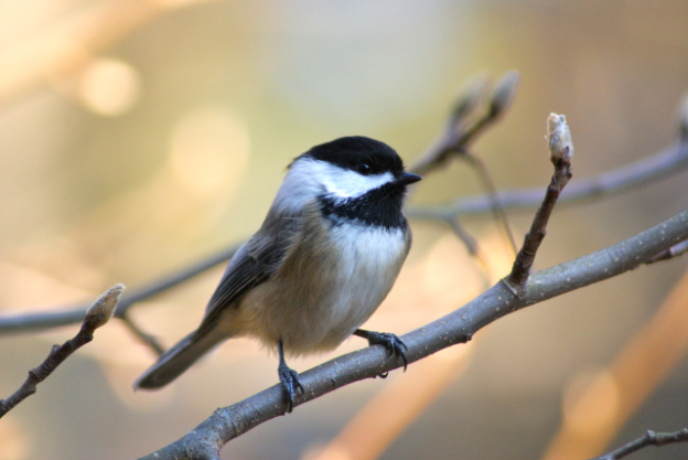 Take 5: Chickadee Closeups | Mass Audubon – Your Great Outdoors