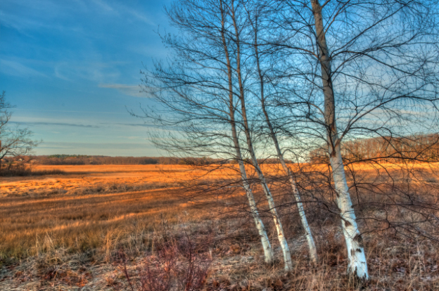 Take 5: Who Needs Leaves? | Mass Audubon – Your Great Outdoors