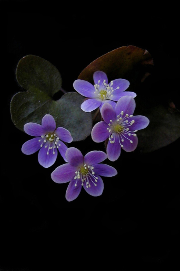 Take 5: Native Spring Flowers | Mass Audubon – Your Great Outdoors