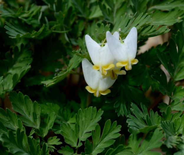 Take 5: Native Spring Flowers | Mass Audubon – Your Great Outdoors