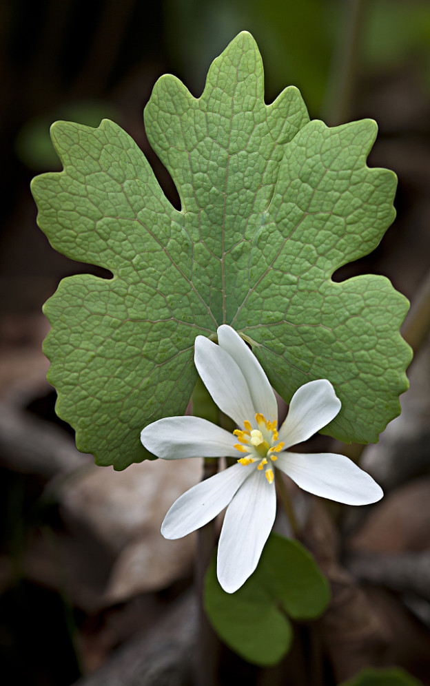 Take 5: Native Spring Flowers | Mass Audubon – Your Great Outdoors