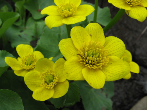 Take 5: Native Spring Flowers | Mass Audubon – Your Great Outdoors