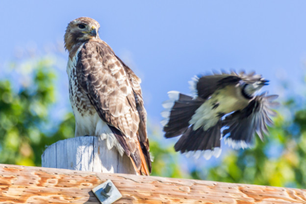 Mobs Rule | Mass Audubon – Your Great Outdoors