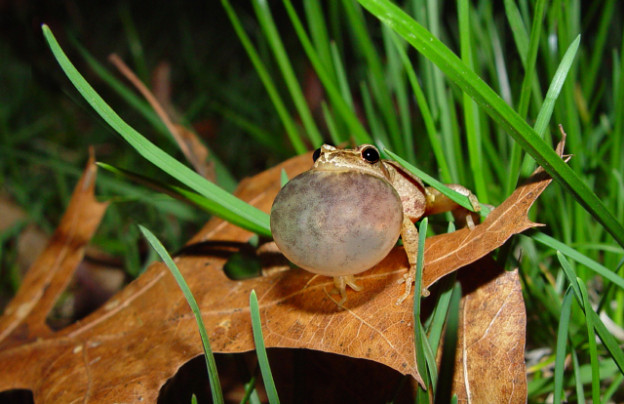 Take 5: Pretty Spring Peepers | Mass Audubon – Your Great Outdoors