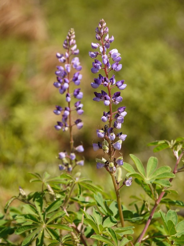 Wild lupine | Mass Audubon – Your Great Outdoors