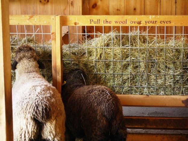 5 Fun Facts About Drumlin Farm | Mass Audubon – Your Great Outdoors