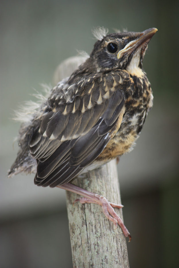 Take 5: Baby Birds | Mass Audubon – Your Great Outdoors
