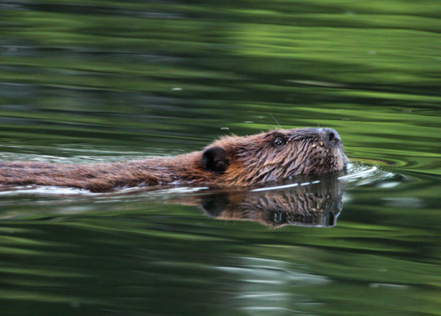 Take 5: Busy Beavers | Mass Audubon – Your Great Outdoors