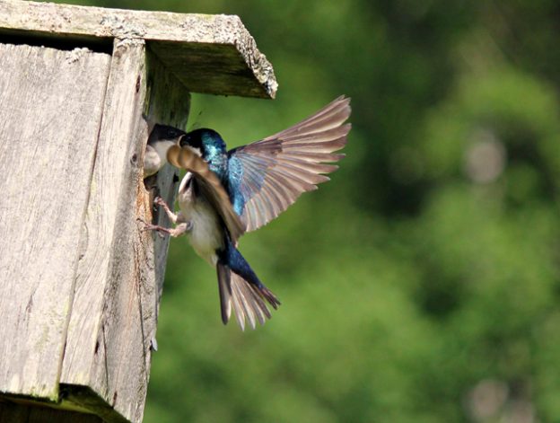 Take 5: Tree Swallows | Mass Audubon – Your Great Outdoors