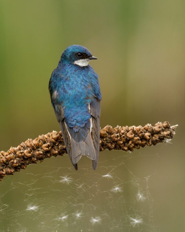 Take 5: Tree Swallows | Mass Audubon – Your Great Outdoors