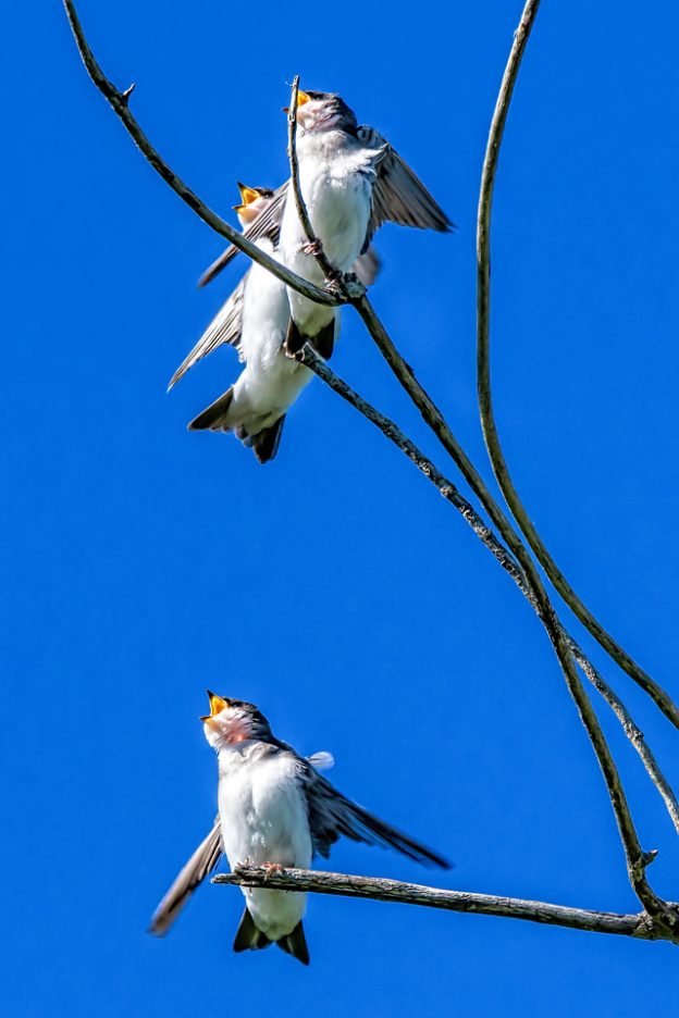 Take 5: Tree Swallows | Mass Audubon – Your Great Outdoors