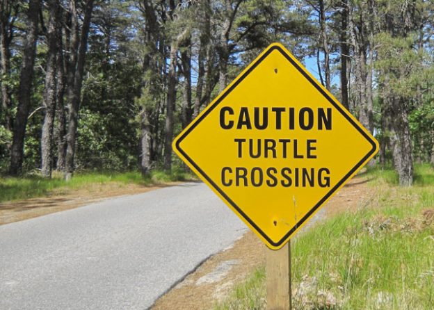Why Did the Turtle Cross the Road? | Mass Audubon – Your Great Outdoors