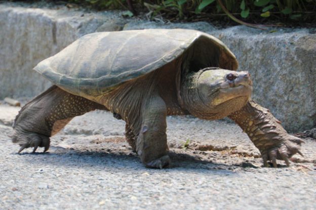 Why Did the Turtle Cross the Road? | Mass Audubon – Your Great Outdoors