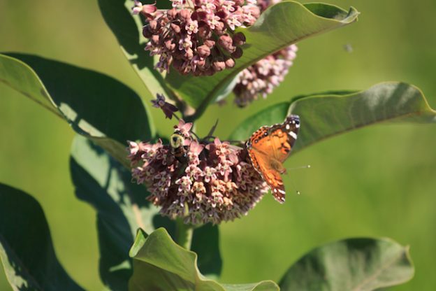 Protecting Pollinators | Mass Audubon – Your Great Outdoors