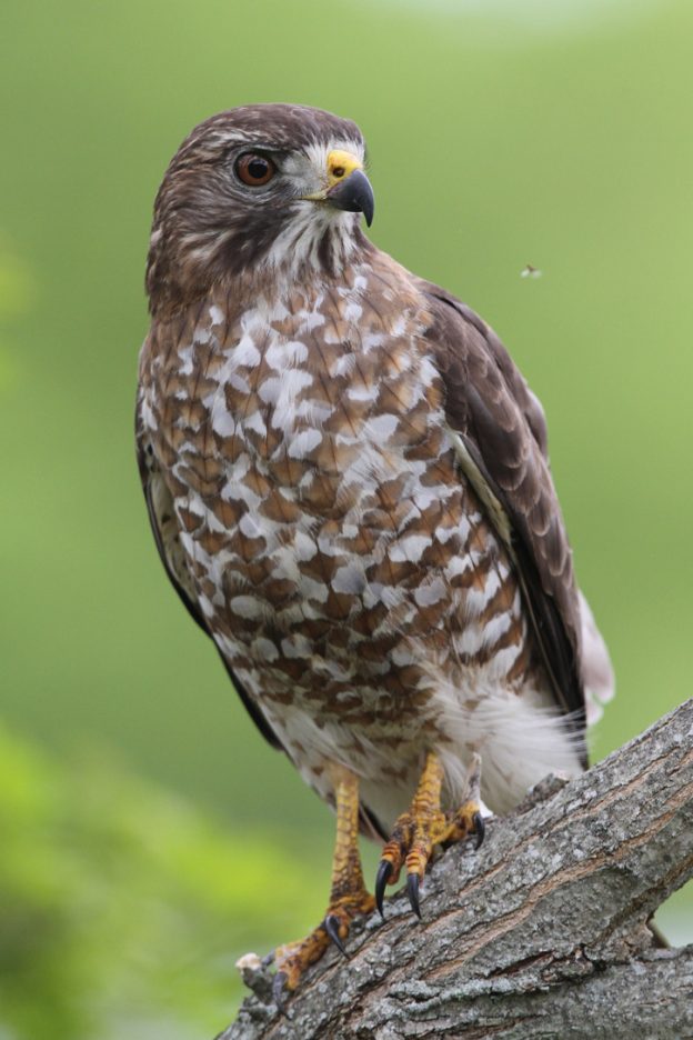 Take 5: High-Flying Hawks | Mass Audubon – Your Great Outdoors