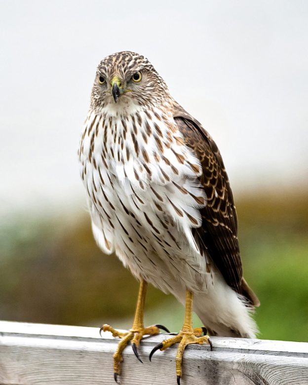 Take 5: High-Flying Hawks | Mass Audubon – Your Great Outdoors