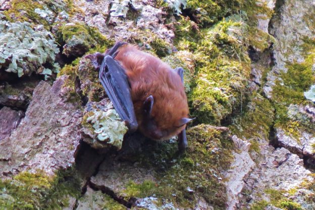 Take 5: Beneficial Bats | Mass Audubon – Your Great Outdoors