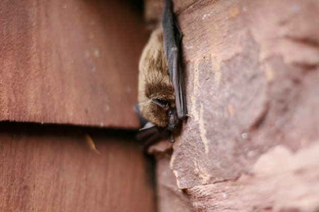 Take 5: Beneficial Bats | Mass Audubon – Your Great Outdoors