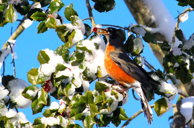 Take 5: Ravenous Robins | Mass Audubon – Your Great Outdoors