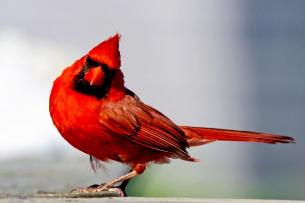 Take 5: Colorful Cardinals | Mass Audubon – Your Great Outdoors