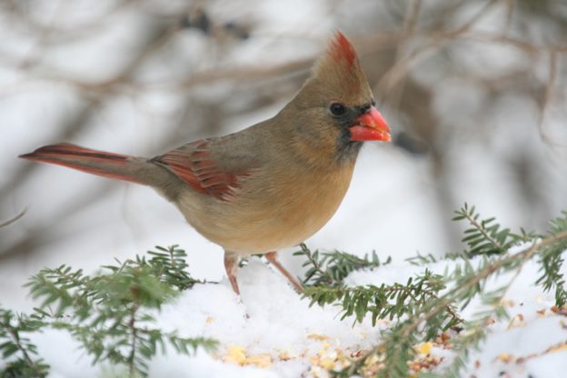 Take 5: Colorful Cardinals | Mass Audubon – Your Great Outdoors
