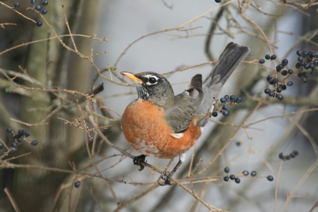 Take 5: Ravenous Robins | Mass Audubon – Your Great Outdoors