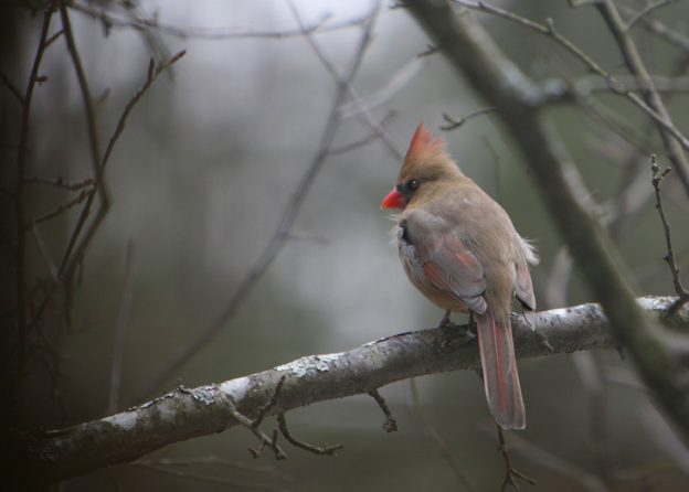 Take 5: Colorful Cardinals | Mass Audubon – Your Great Outdoors