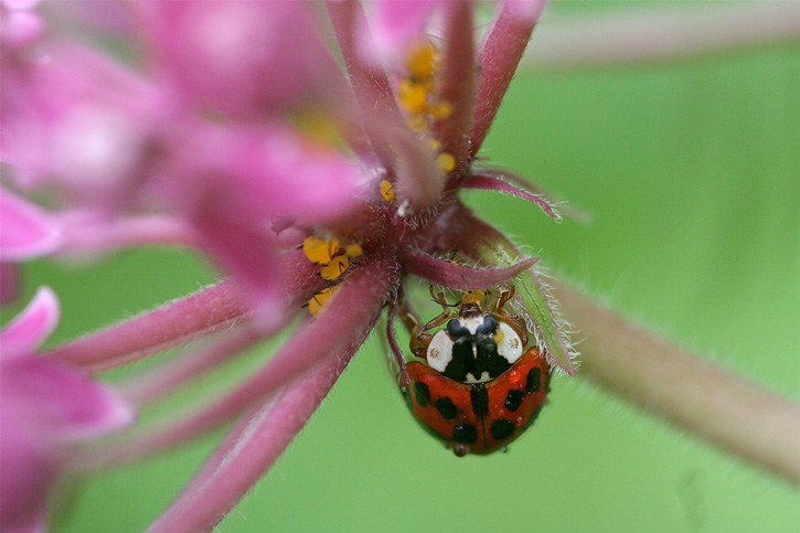 Take 5: Lovely Ladybugs | Mass Audubon – Your Great Outdoors