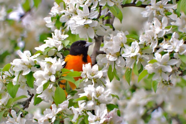 Take 5: Orange-loving Orioles | Mass Audubon – Your Great Outdoors