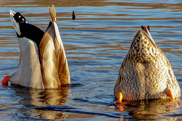 Take 5: Bottoms Up! | Mass Audubon – Your Great Outdoors