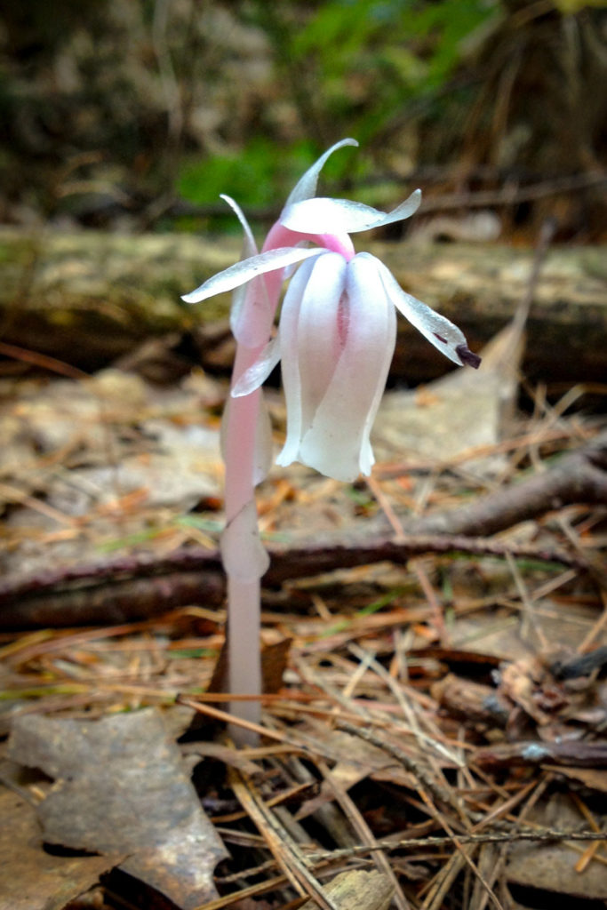 Take 5: “Ghostly” Indian Pipe | Mass Audubon – Your Great Outdoors