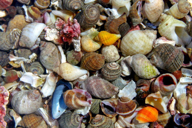 Take 5: Seashells By the Seashore | Mass Audubon – Your Great Outdoors