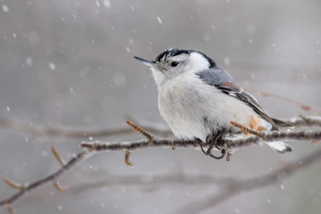 Take 5: Winter Songbirds | Mass Audubon – Your Great Outdoors