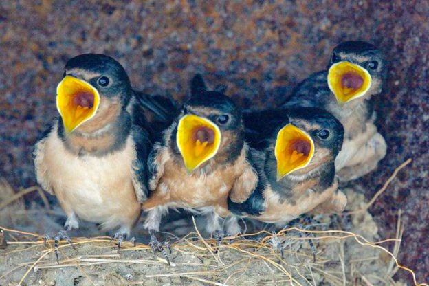 Take 5: Grumpy Birds | Mass Audubon – Your Great Outdoors