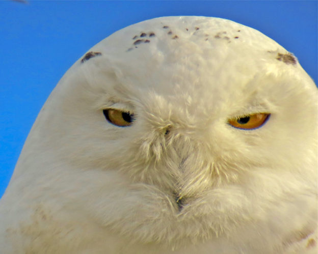 Take 5: Grumpy Birds | Mass Audubon – Your Great Outdoors