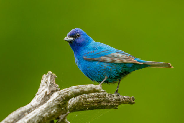 Take 5: Birds of the Rainbow | Mass Audubon – Your Great Outdoors