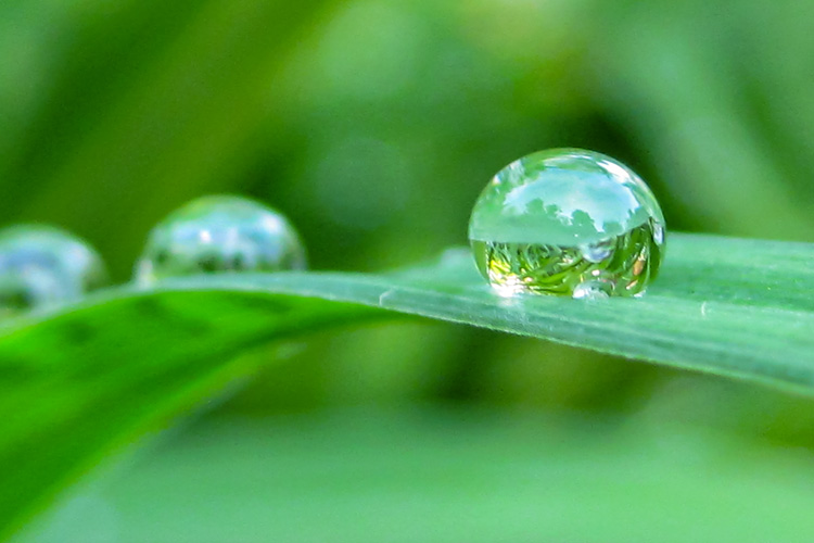 Take 5: Drip, Drop | Mass Audubon – Your Great Outdoors