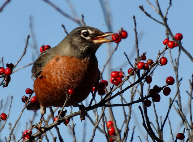 Take 5: Birds Love Berries | Mass Audubon – Your Great Outdoors