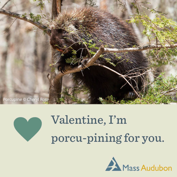 My Funny {Nature} Valentine’s 2020 | Mass Audubon – Your Great Outdoors
