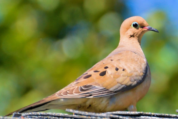 Take 5: Mourning Doves | Mass Audubon – Your Great Outdoors