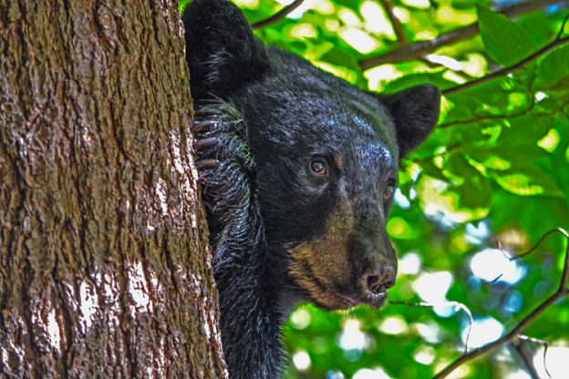 Take 5: Burly Black Bears | Mass Audubon – Your Great Outdoors